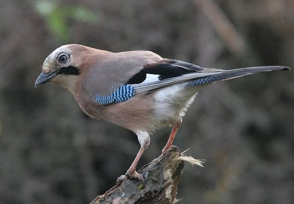 blog du relais du vert boisLE GEAI EST UN OISEAU PRÉVOYANT