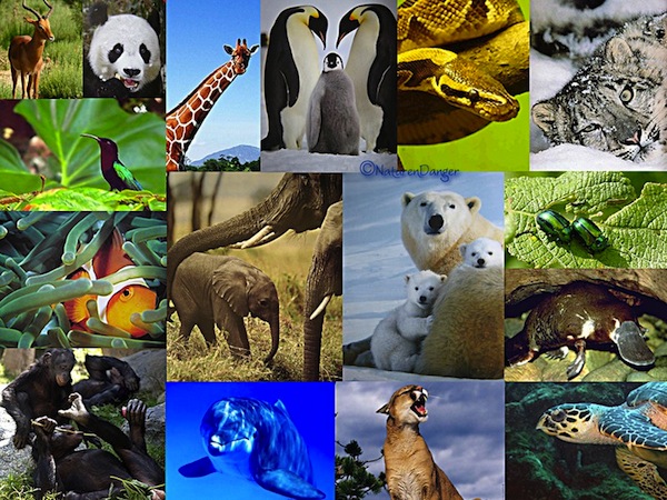 blog du relais du vert bois-Animaux - blog du relais du vert bois